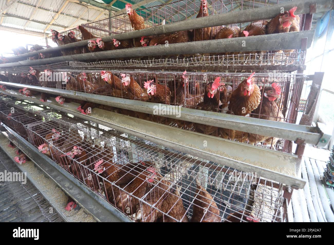 Ferme avicole à Savar, Bangladesh. Parmi tous les sous-secteurs du ...