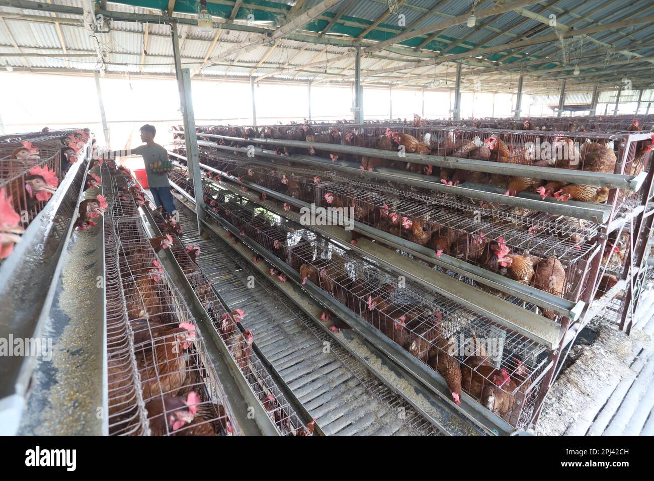 Ferme avicole à Savar, Bangladesh. Parmi tous les sous-secteurs du ...