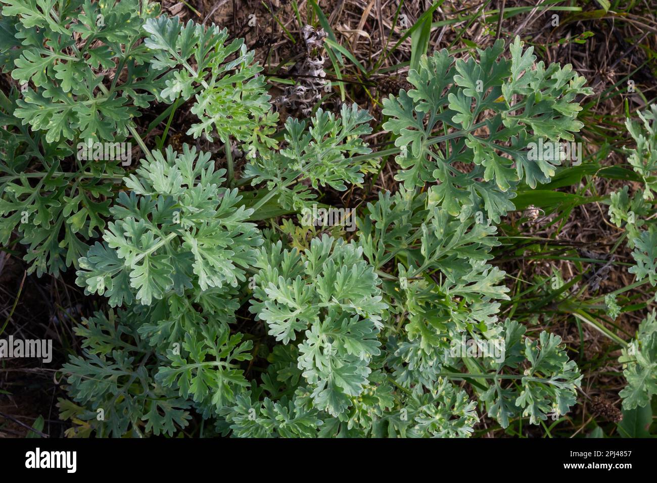 Artemisia absinthium est une plante vivace de la famille des aster ...