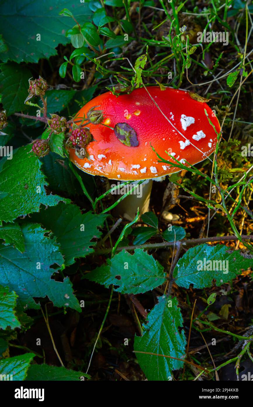 Champignon amanita muscaria sauvage rouge. Un champignon amanita ...