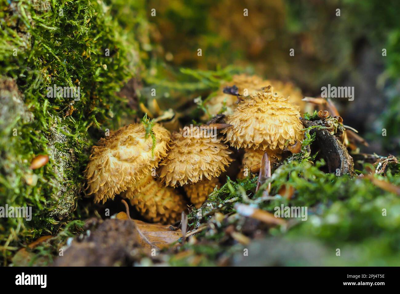 Corps squameux Banque de photographies et d’images à haute résolution ...