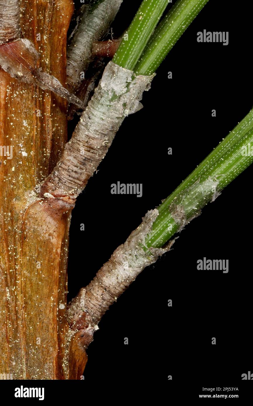 Gaine fasciculaire Banque de photographies et d’images à haute ...