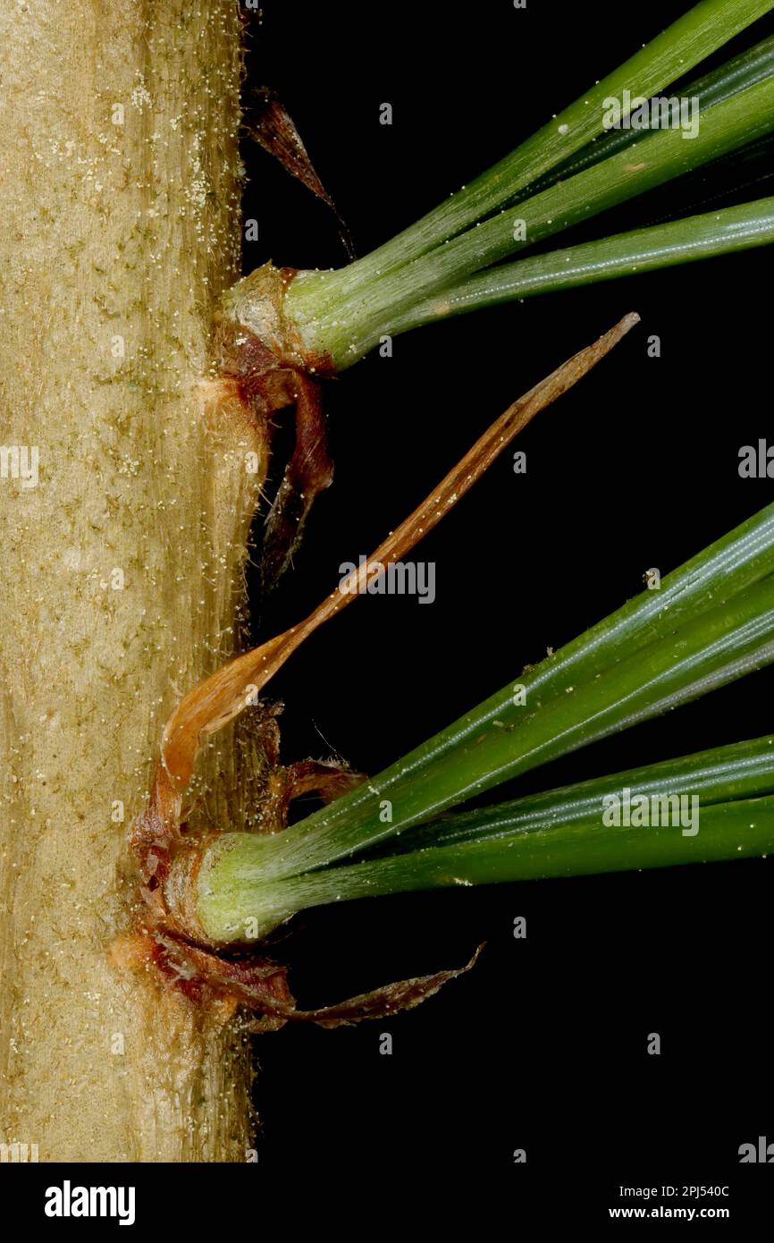 Ligne stomatique Banque de photographies et d’images à haute résolution ...