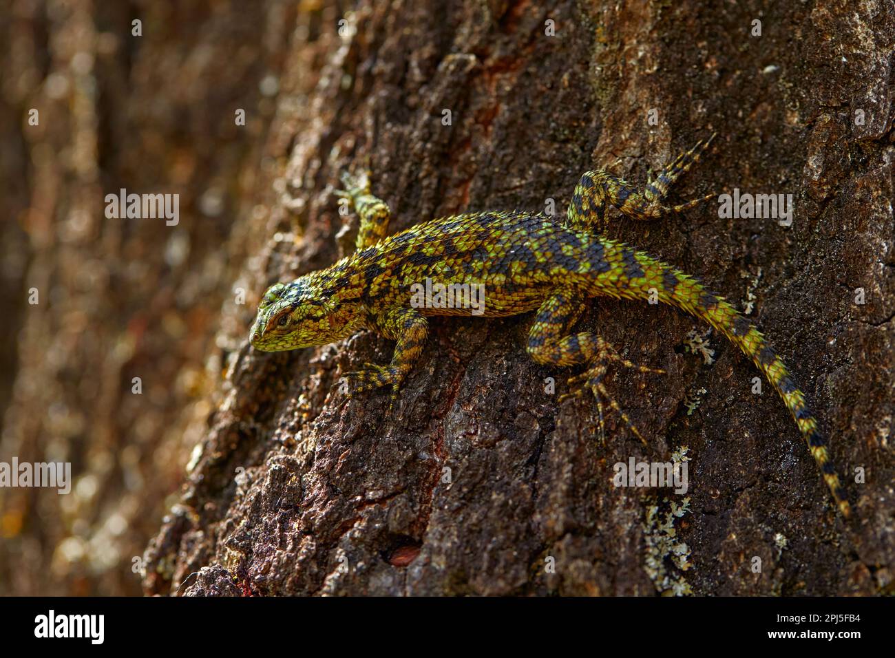 Capsule Emerald Swift, Sceloporus malachiticus, dans l'habitat naturel ...