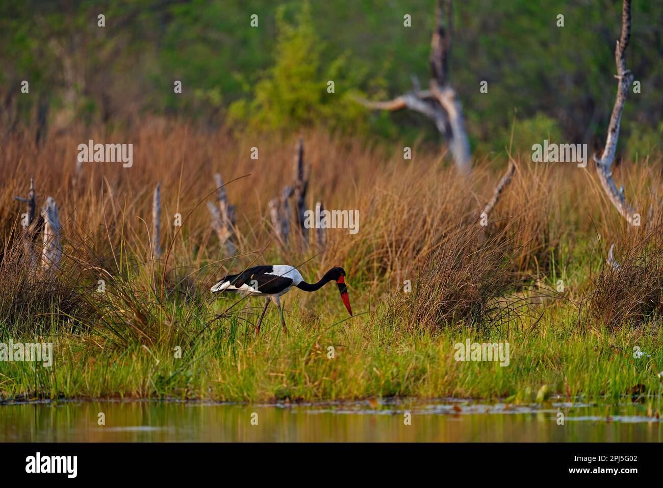 Oiseau noir long bec du sénégal Banque de photographies et d’images à ...