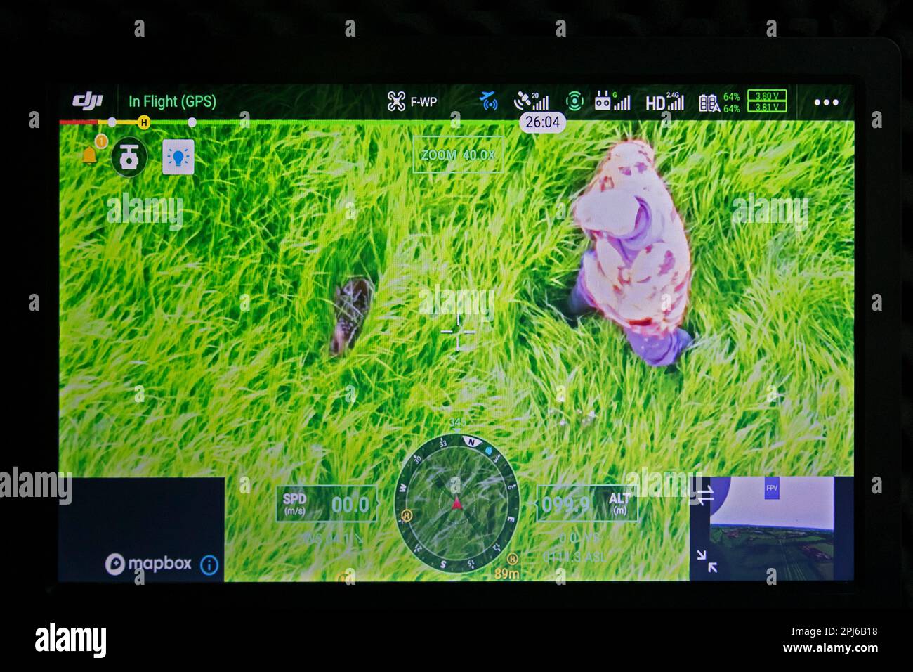 Le cerf de Virginie fauve est situé sur le terrain à l'aide d'une ...