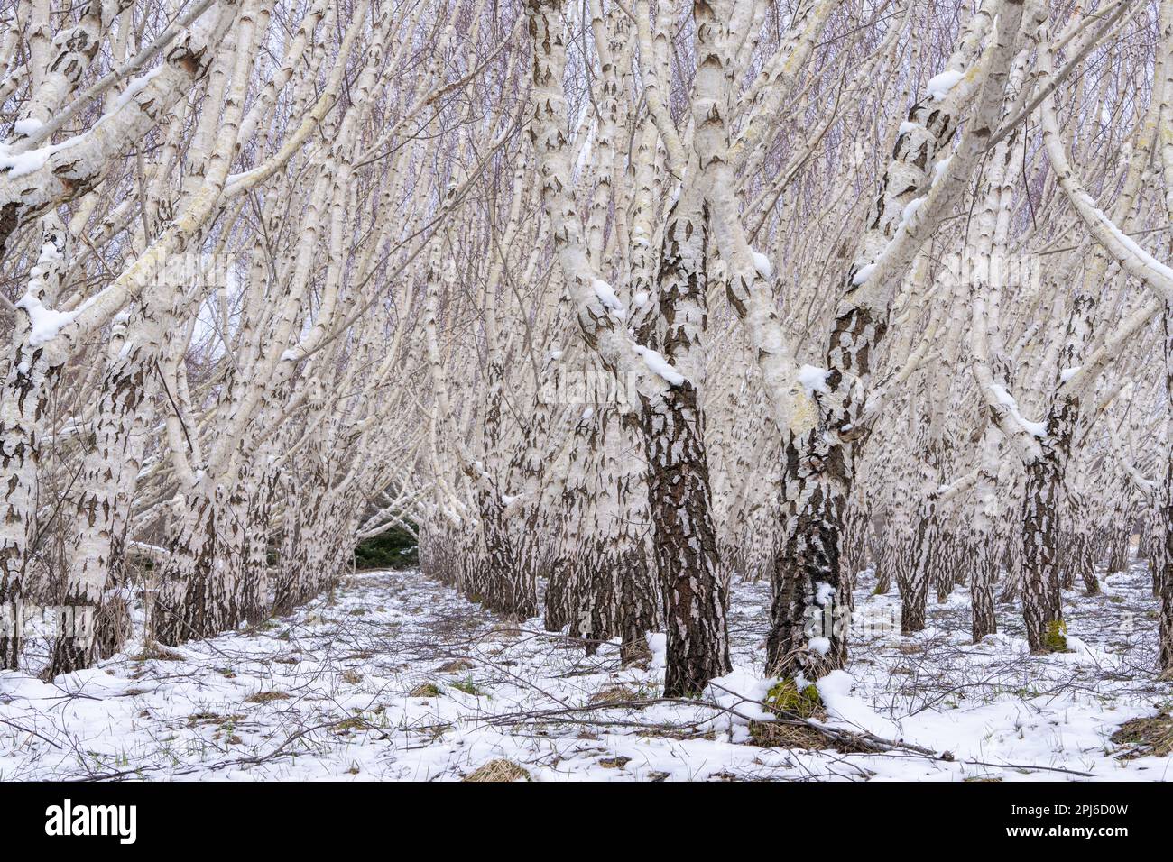 Bouleau à friser (Betula pendula var. carelica). Le bouleau blanc est ...