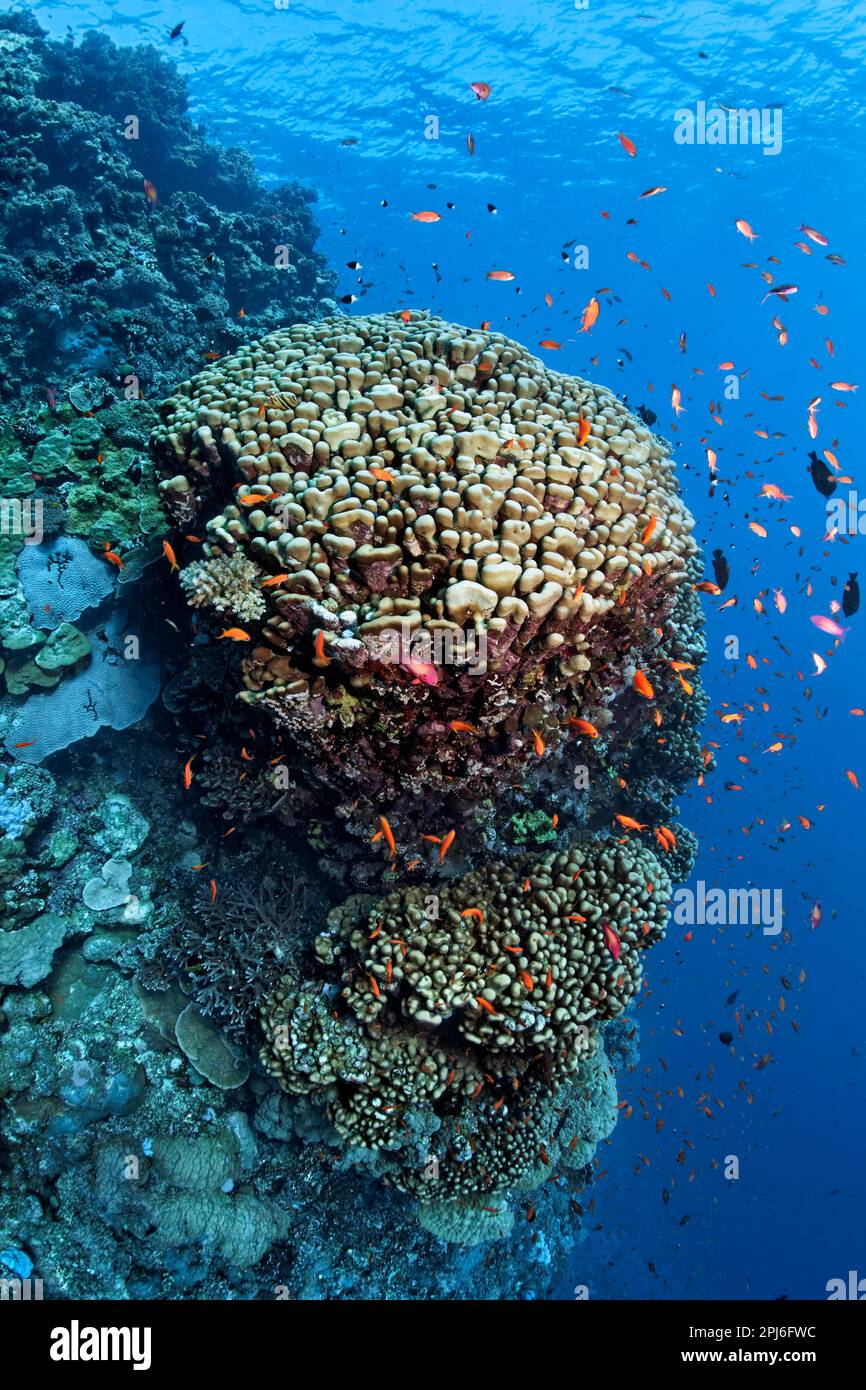 Corail mur de récif avec grand dôme corail (portes nodifera) avec l ...