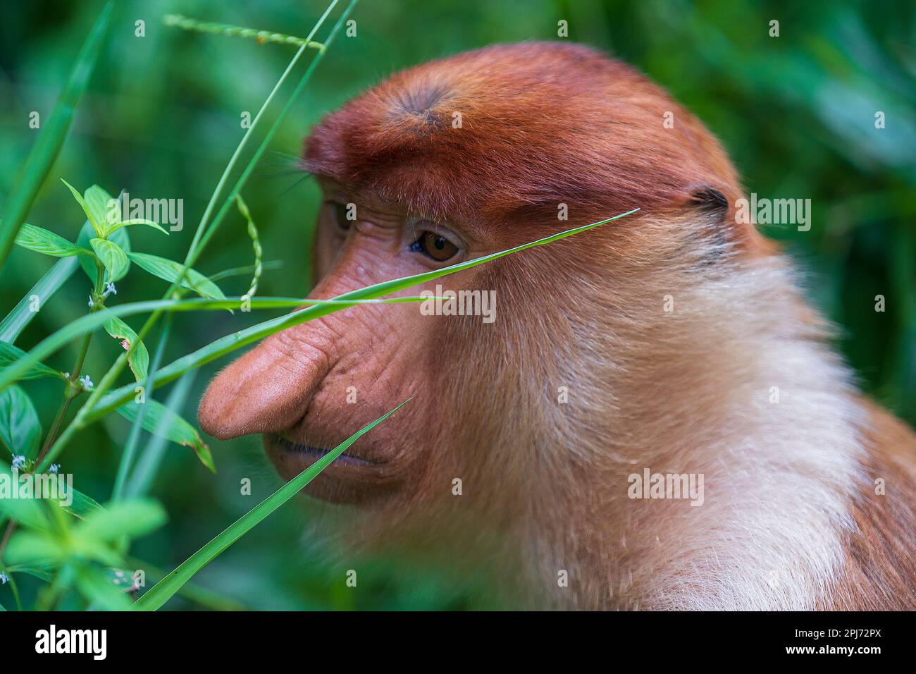 Famille de singes sauvages Proboscis ou Nasalis larvatus, dans la forêt ...