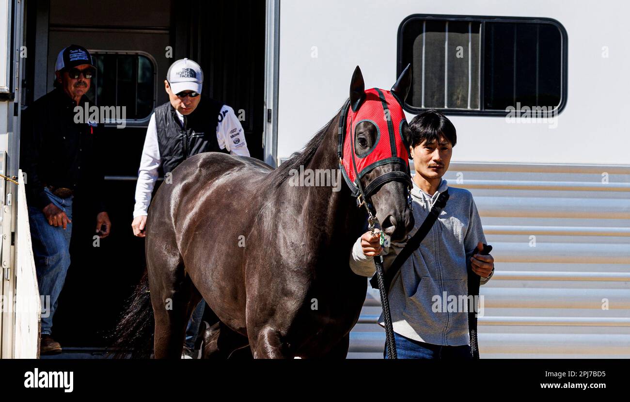 March 31, 2023, Arcadia, CA, USA: Mandarin Hero arrives at Santa Anita ...
