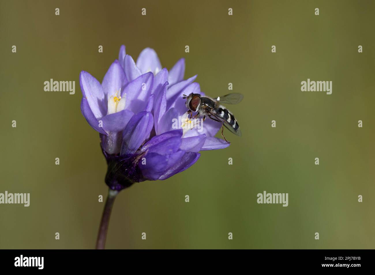 Capitatus Banque de photographies et d’images à haute résolution - Alamy