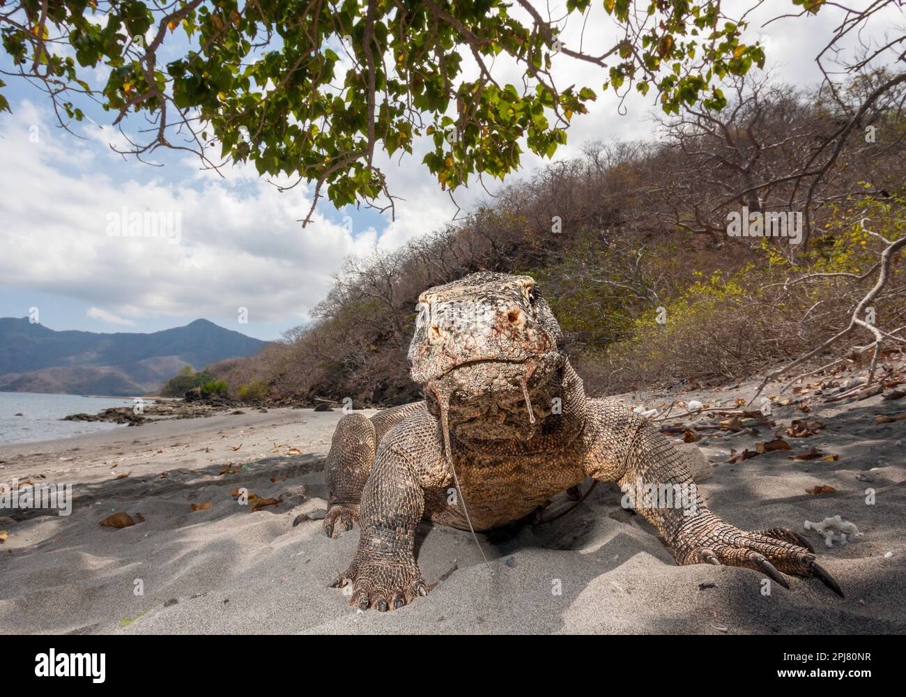 Les dragons de Komodo, Varanus komodoensis, sont le plus grand des ...