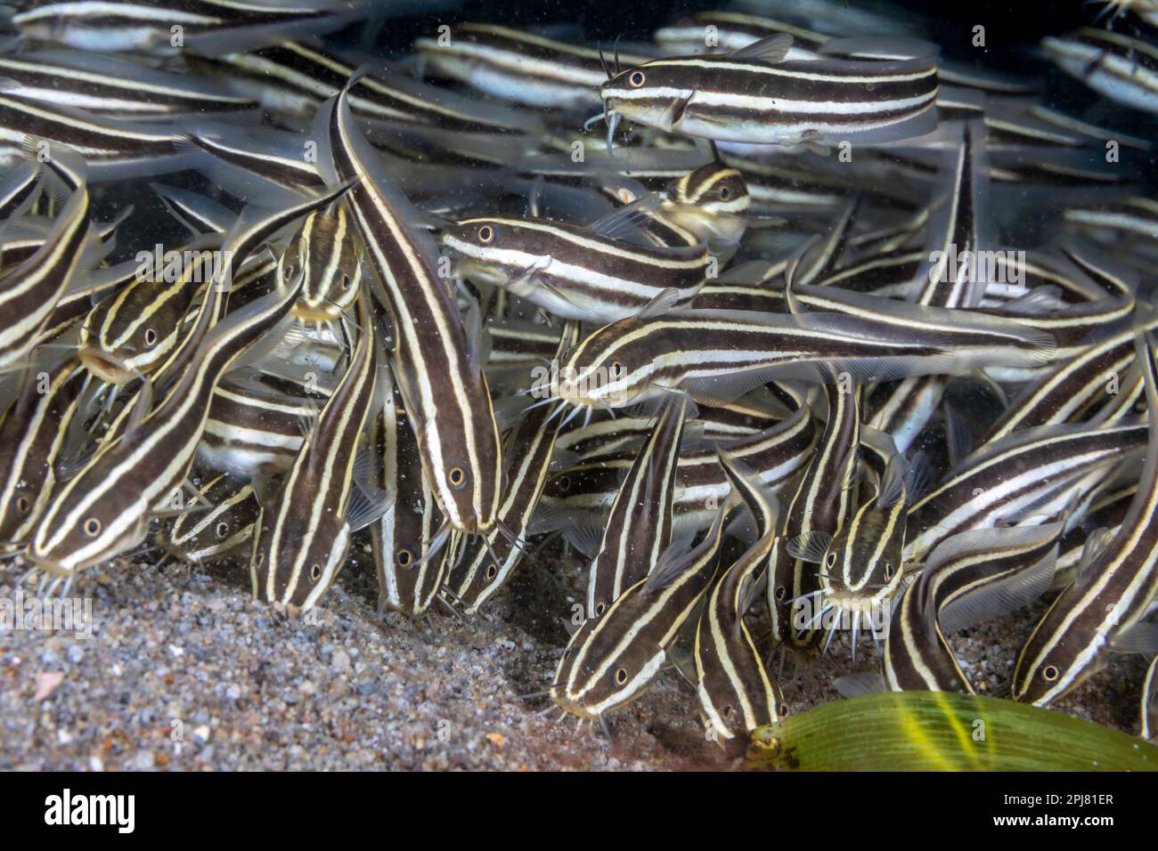 Ces poissons-chats rayés, Plotosus lineatus, ont une colonne vertébrale ...