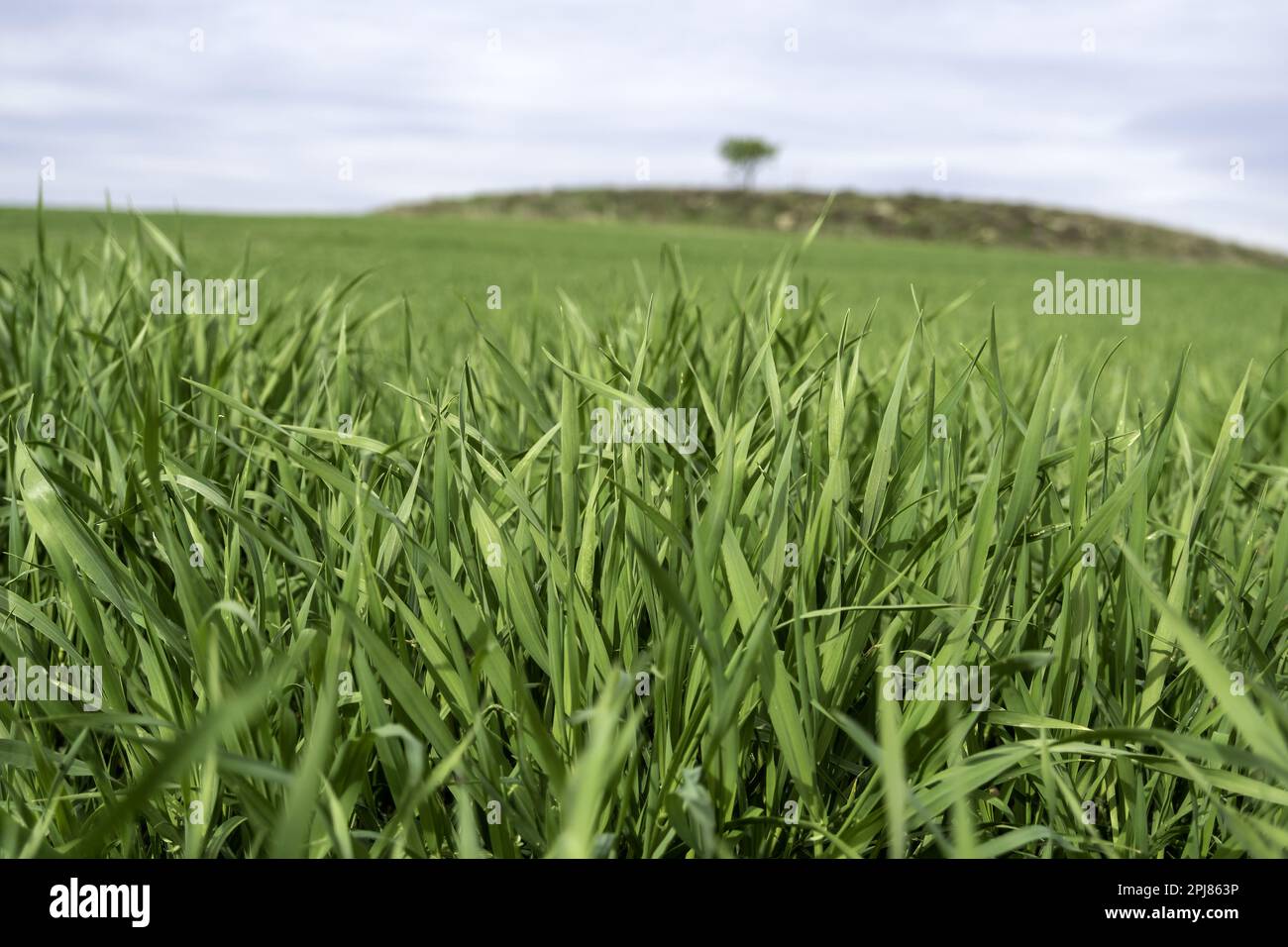 Détails de base du blé, des céréales et de la récolte Photo Stock - Alamy