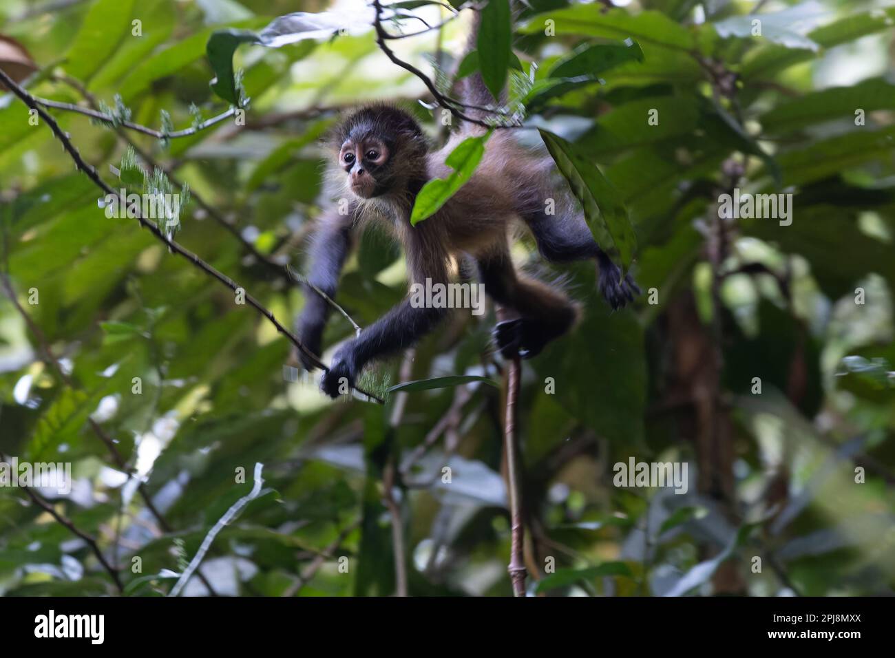 Singe qui se balance Banque de photographies et d’images à haute ...