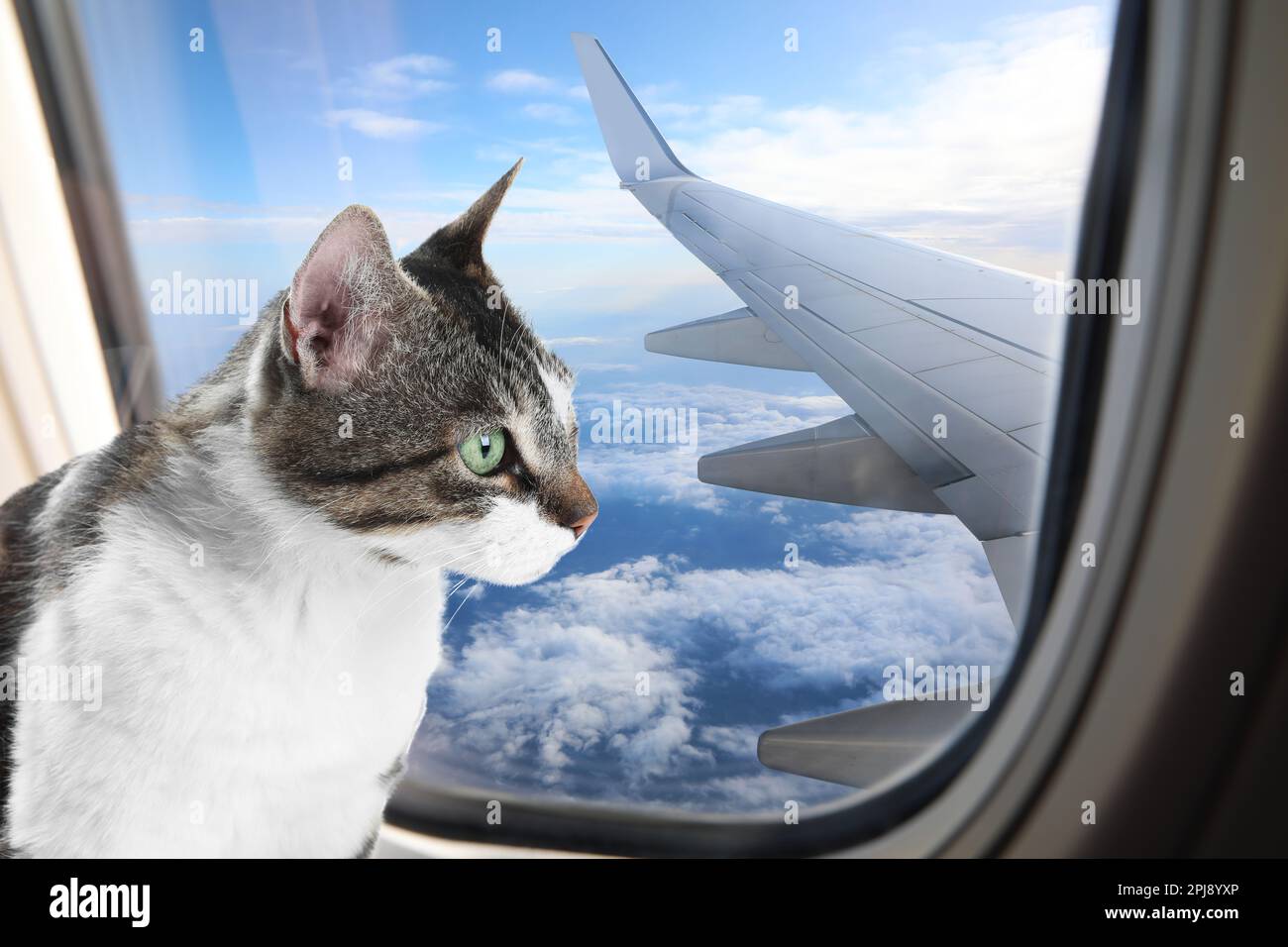 Chat mignon regardant à travers la fenêtre de l'avion pendant le vol ...
