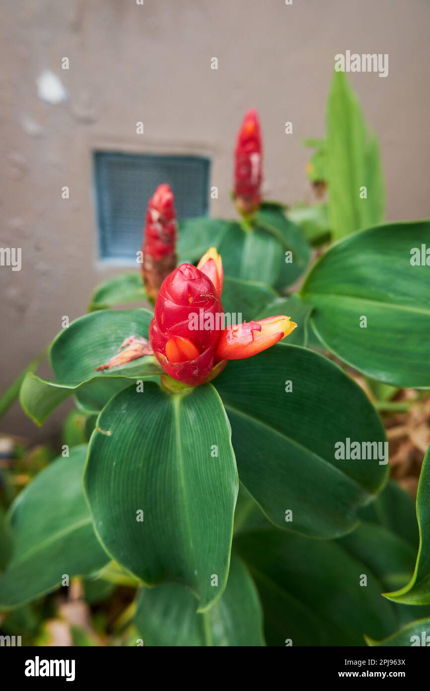 Bitter ginger Banque de photographies et d’images à haute résolution - Alamy