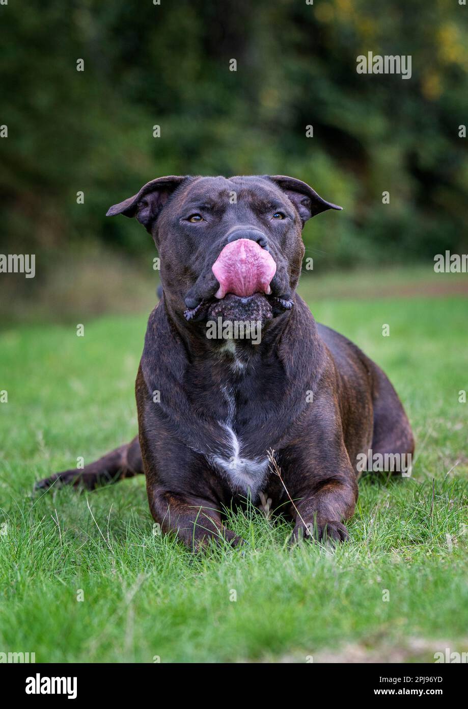 Brindle staffy Banque de photographies et d’images à haute résolution ...