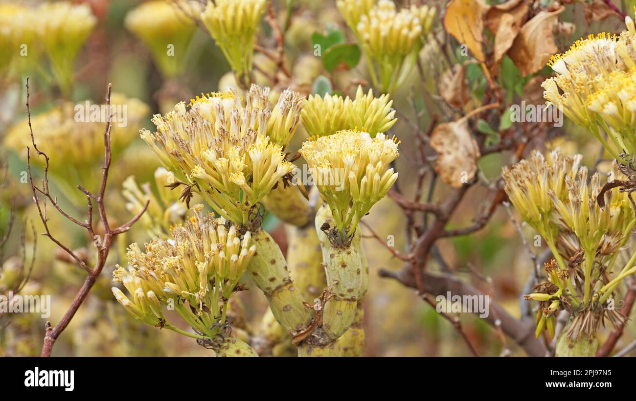Flores canarias Banque de photographies et d’images à haute résolution ...