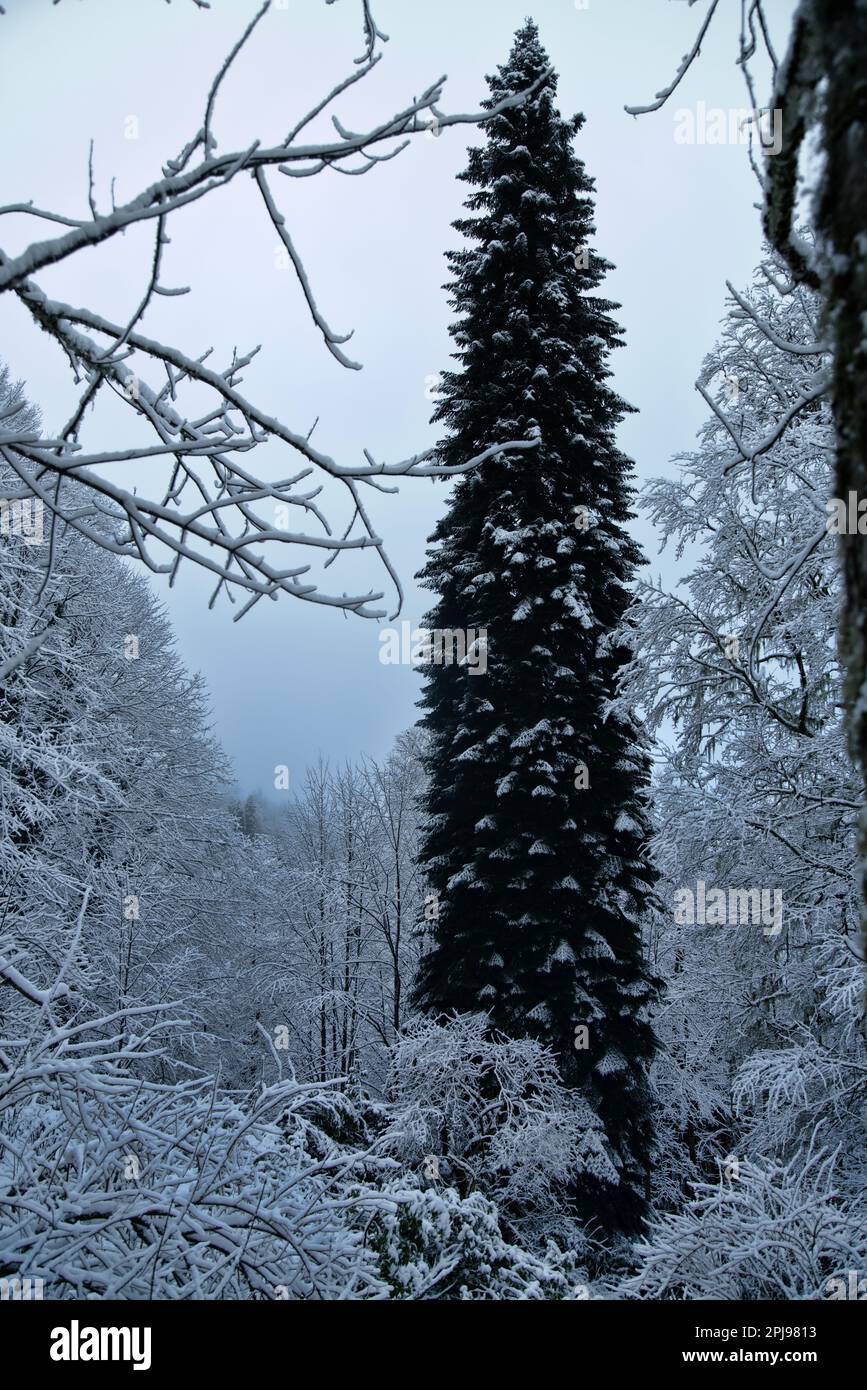 L'ancienne épinette orientale (Picea orientalis) pousse librement dans ...