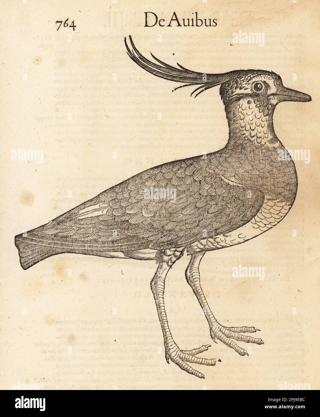 Espèces de lapwing ou de peebit, probablement le nord de lapwing ...