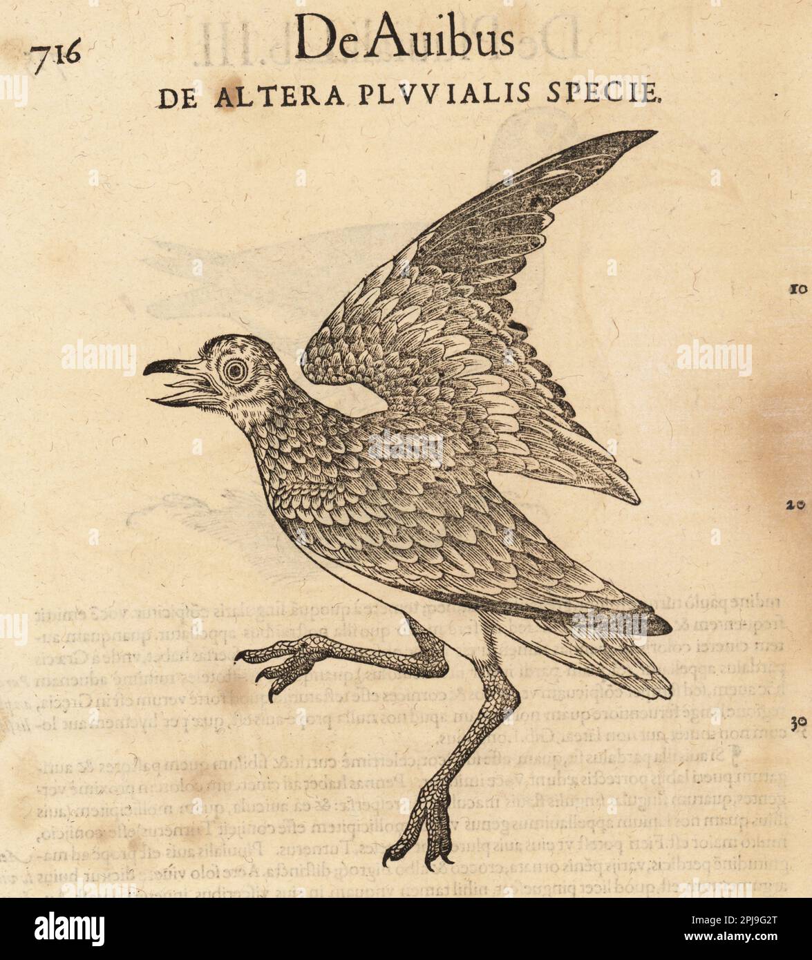 Espèces de marécages, peut-être la pourpre, Porphyrio porphyrio. De ...