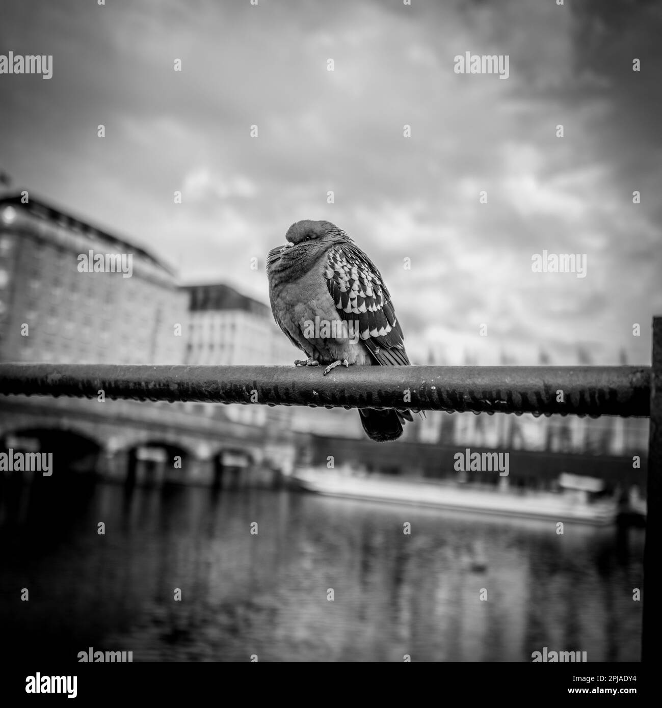 Baby pigeon Banque d'images noir et blanc - Alamy