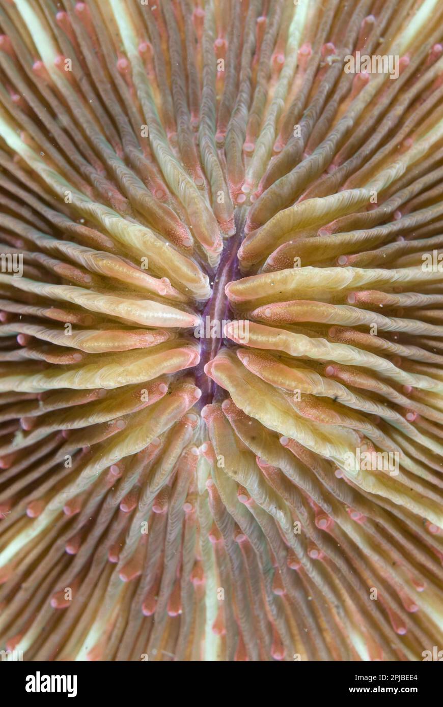 Champignon corail fungia scutaria Banque de photographies et d’images à ...