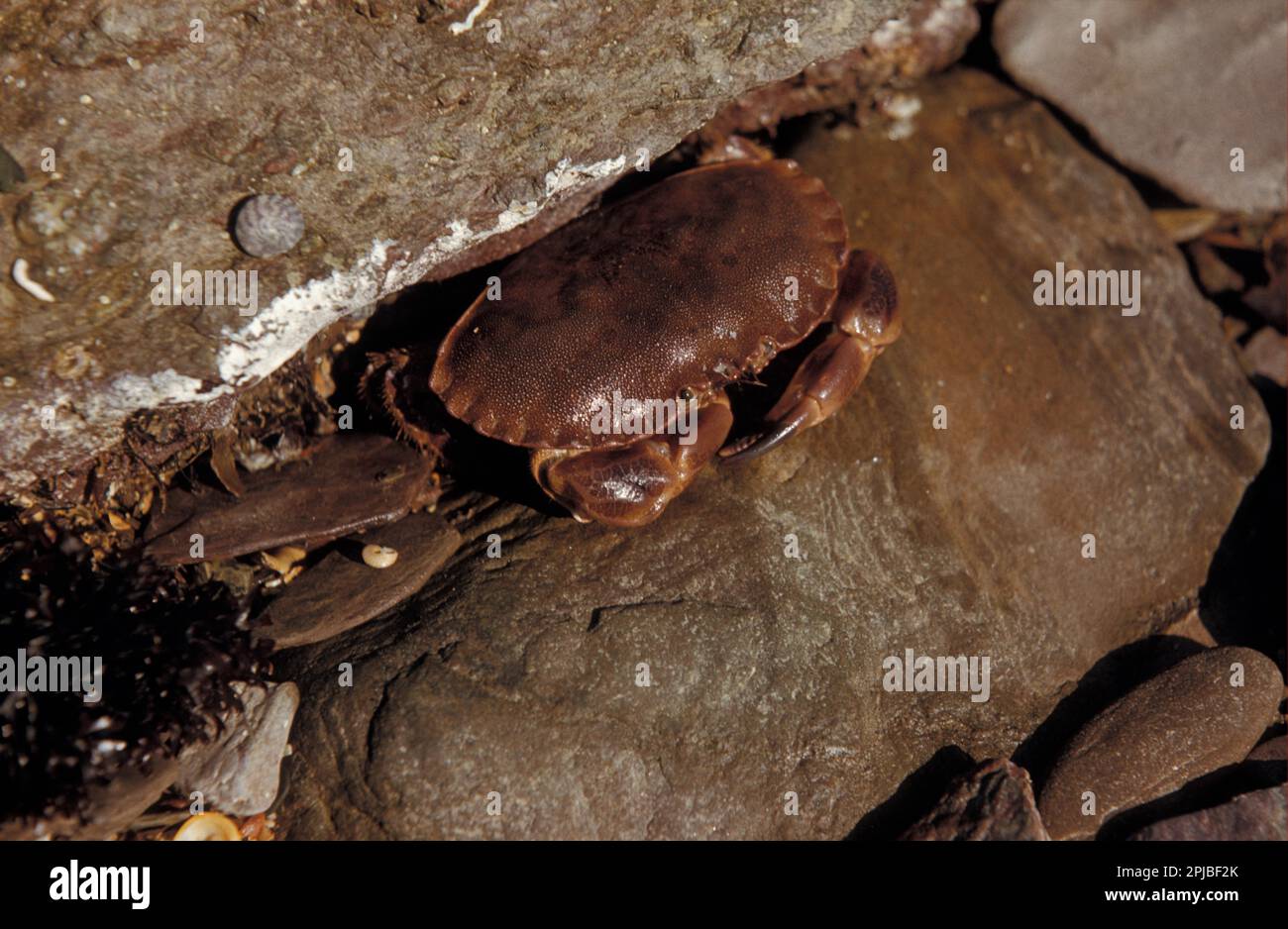 Juvenile edible crab cancer pagurus Banque de photographies et d’images ...