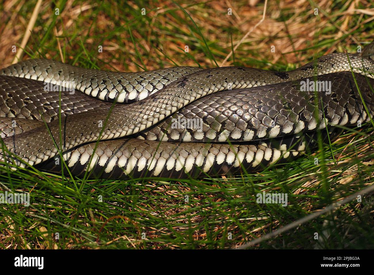 Accouplement de serpents Banque de photographies et d’images à haute ...