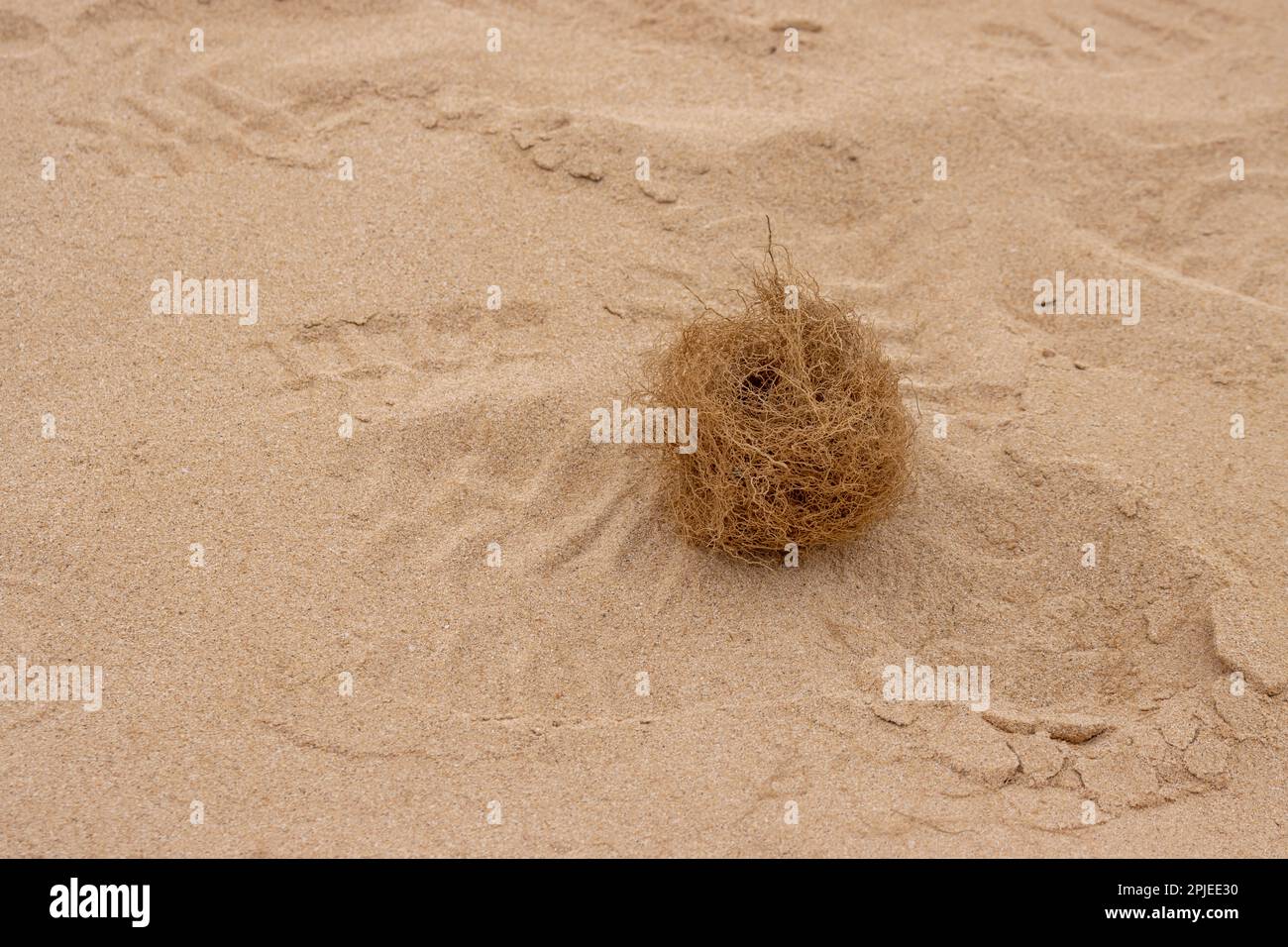 Le symbole emblématique de rien ne se passe, des tumbleweeds roulant ...
