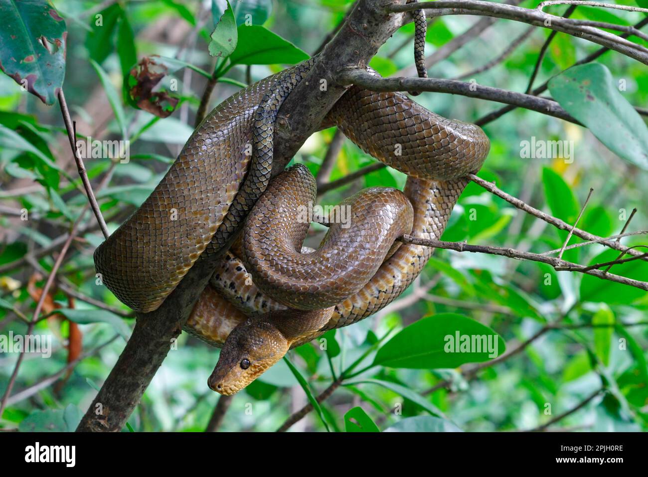 Trinidad and tobago snake Banque de photographies et d’images à haute ...