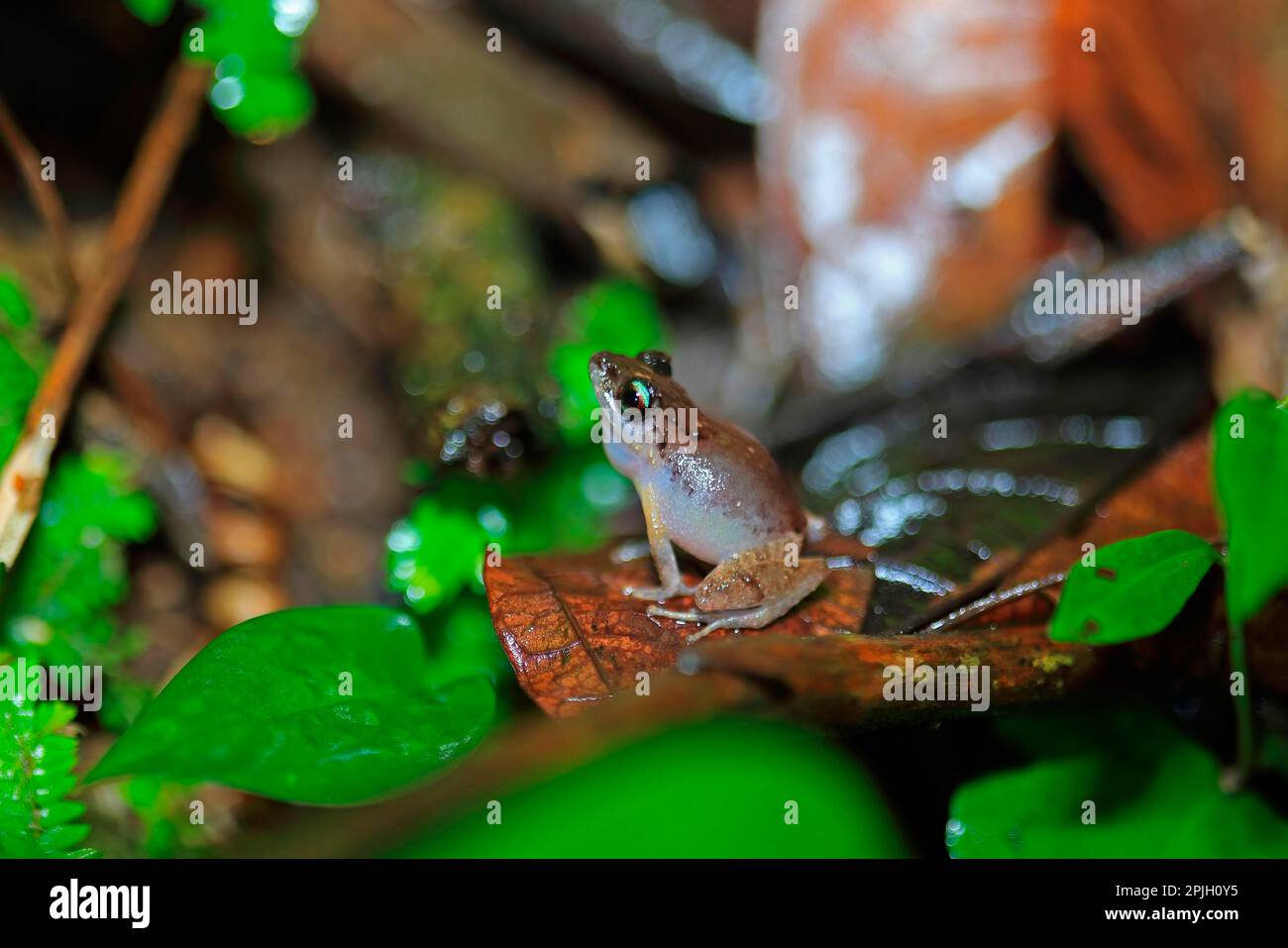 Grenouilles siffleuses antillaises Banque de photographies et d’images ...