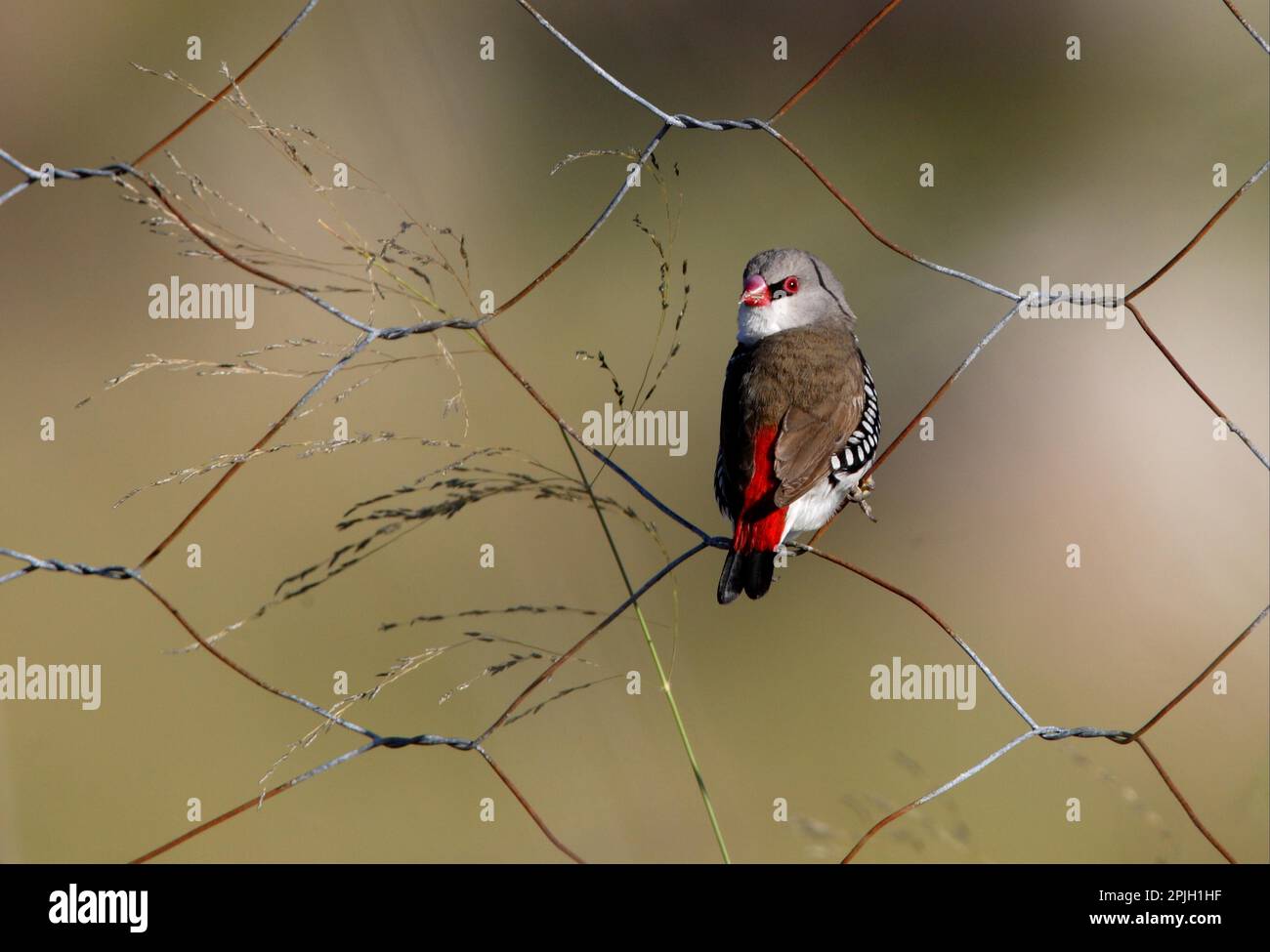 Diamond FiRetail (Stagonopleura guttata) adulte, perchée sur une ...