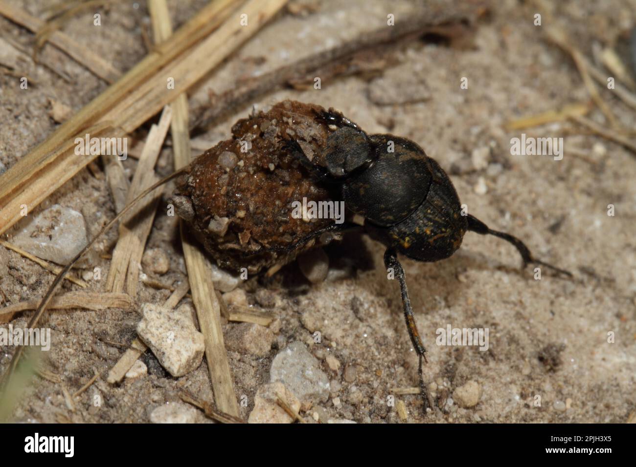 Sisyphus beetle Banque de photographies et d’images à haute résolution ...