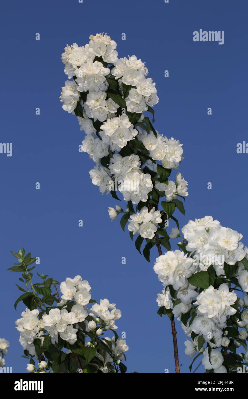 Jasmin jasminum officinale Banque de photographies et d’images à haute ...