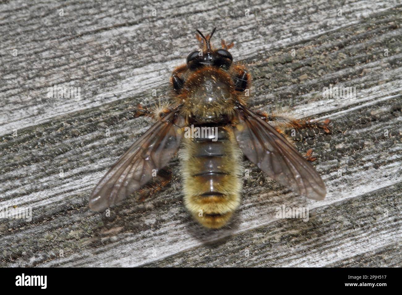 Mouche jaune assassin Banque de photographies et d’images à haute ...