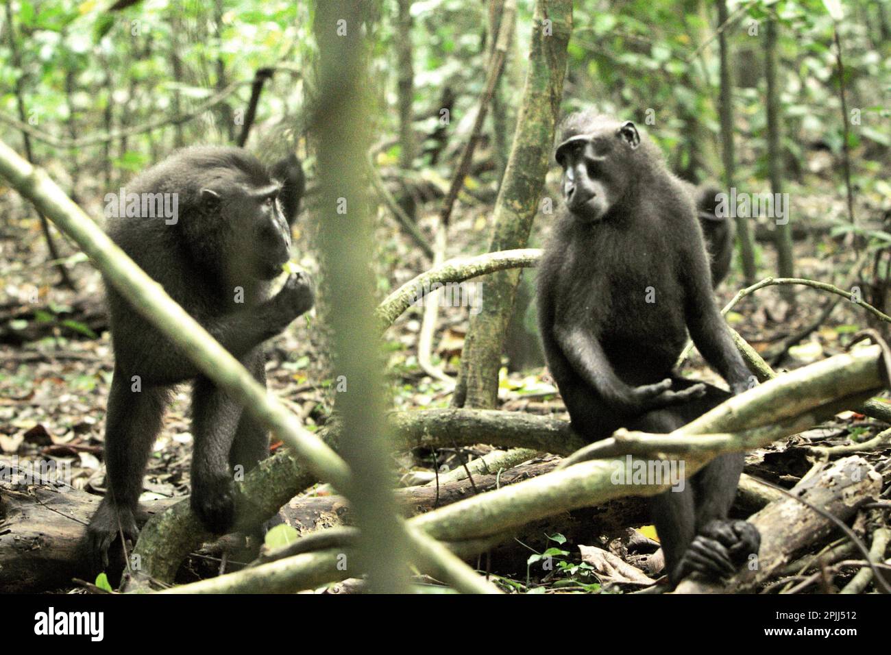Signal de communication macaque Banque de photographies et d’images à ...