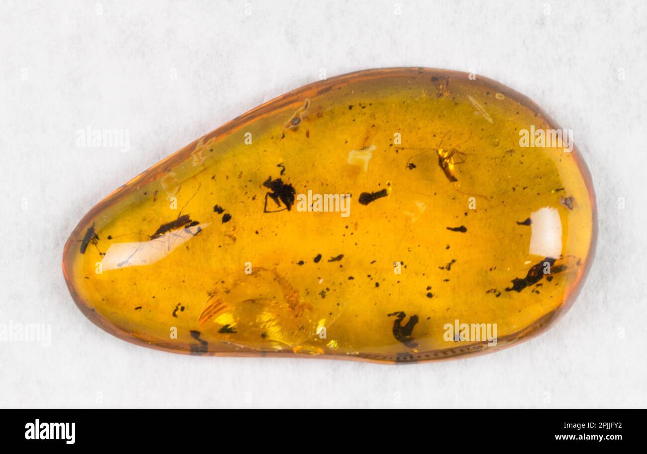 Goutte d'ambre fossilisée de l'arbre de protera Hymenaea éteint ...