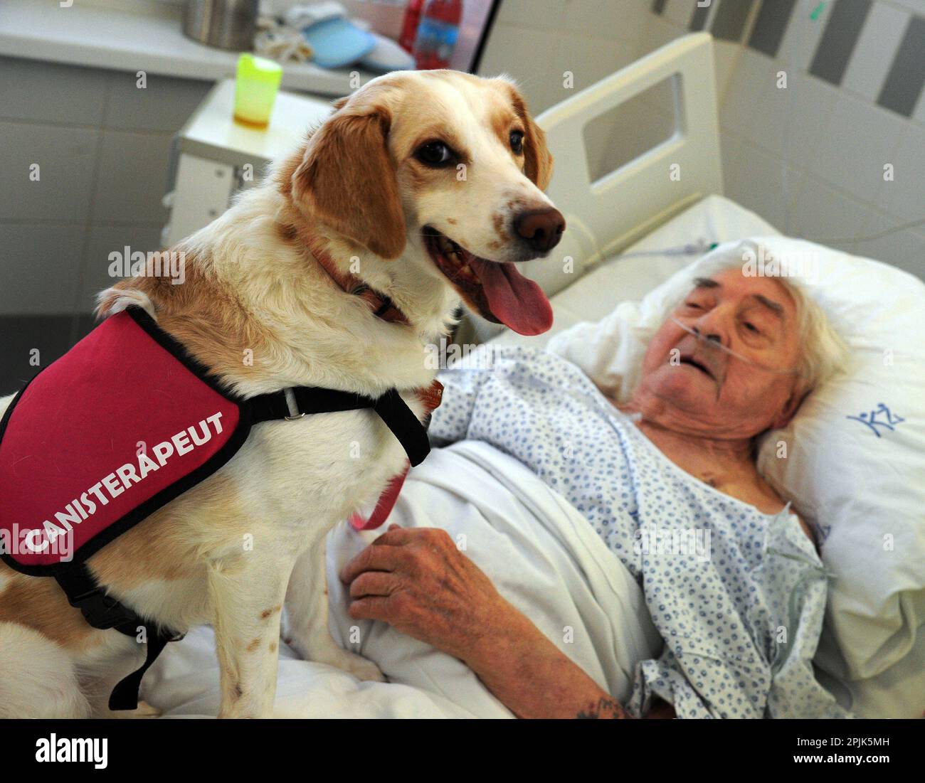 Intervention animale avec l'aide de chiens Banque de photographies et d ...