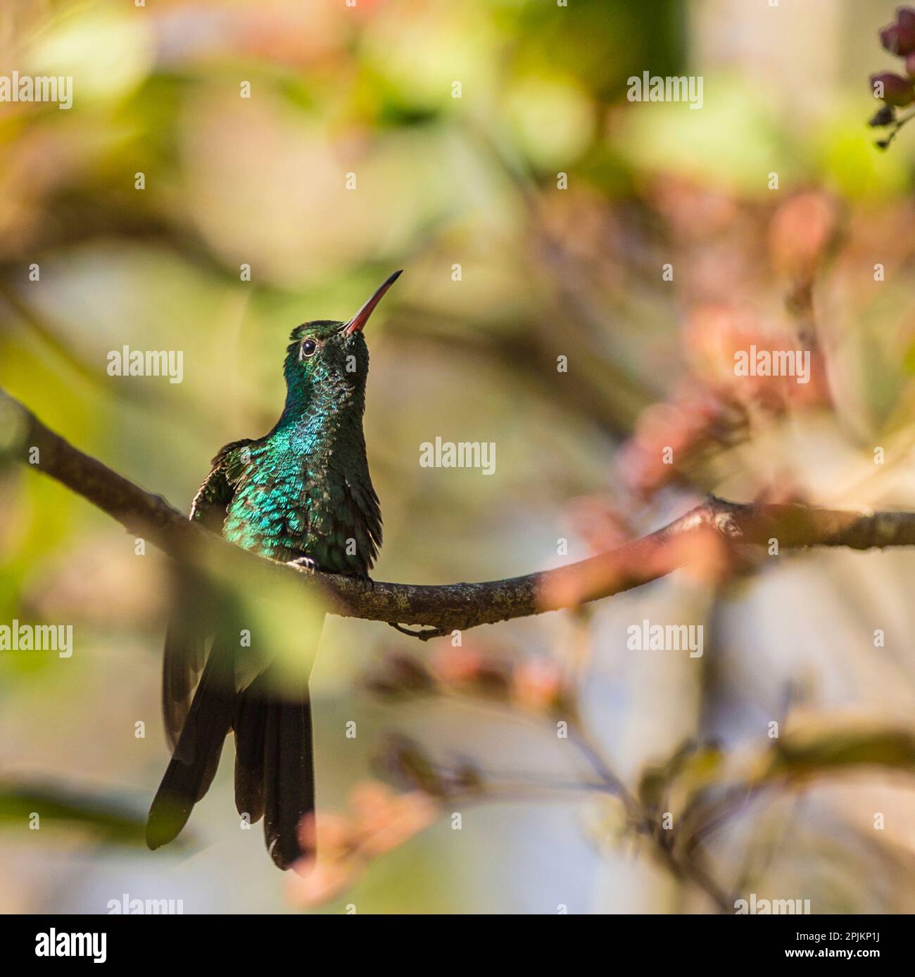 Colibri émeraude de cuba Banque de photographies et d’images à haute ...