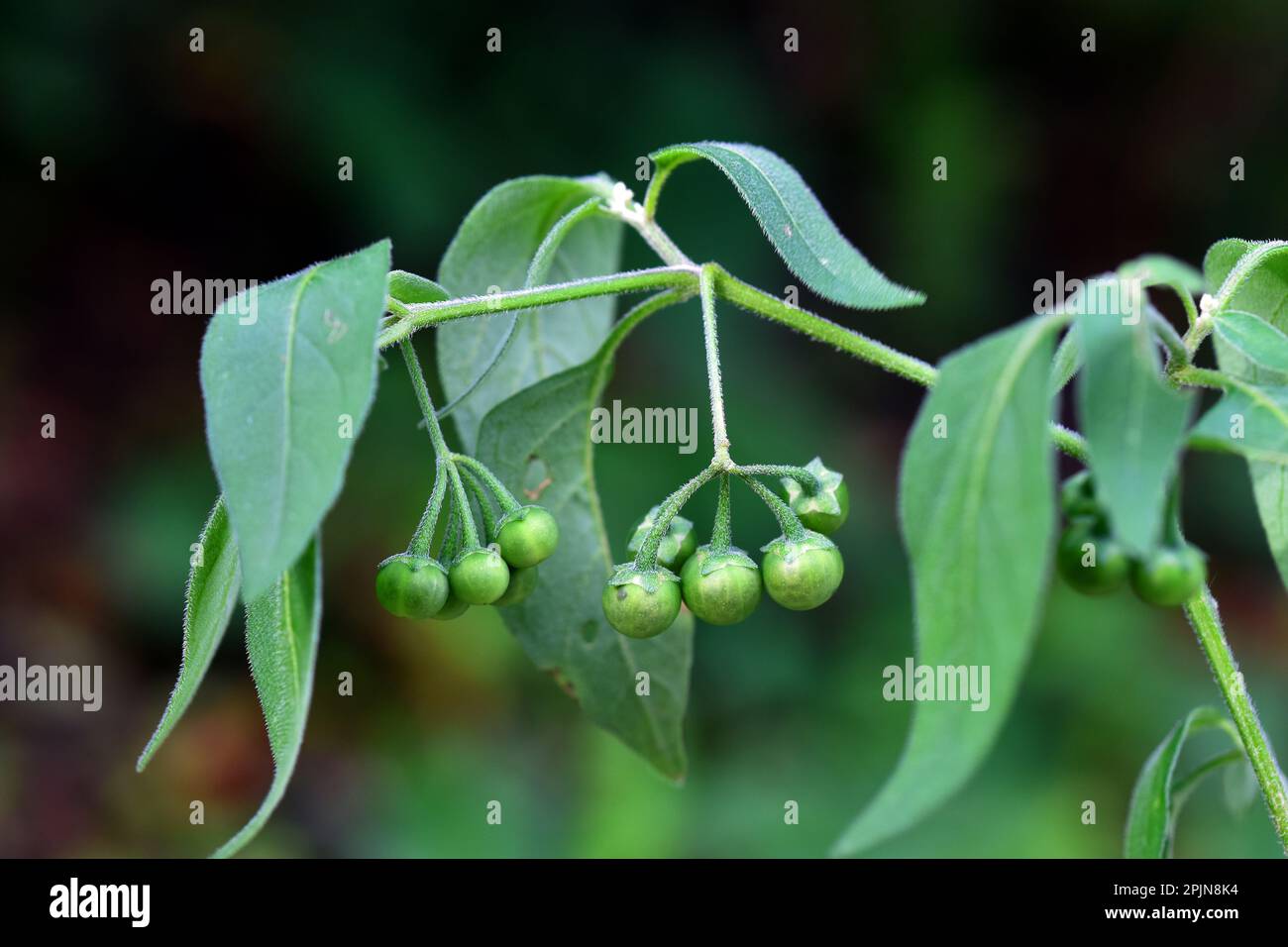 Fruits de solanum nigrum Banque de photographies et d’images à haute ...