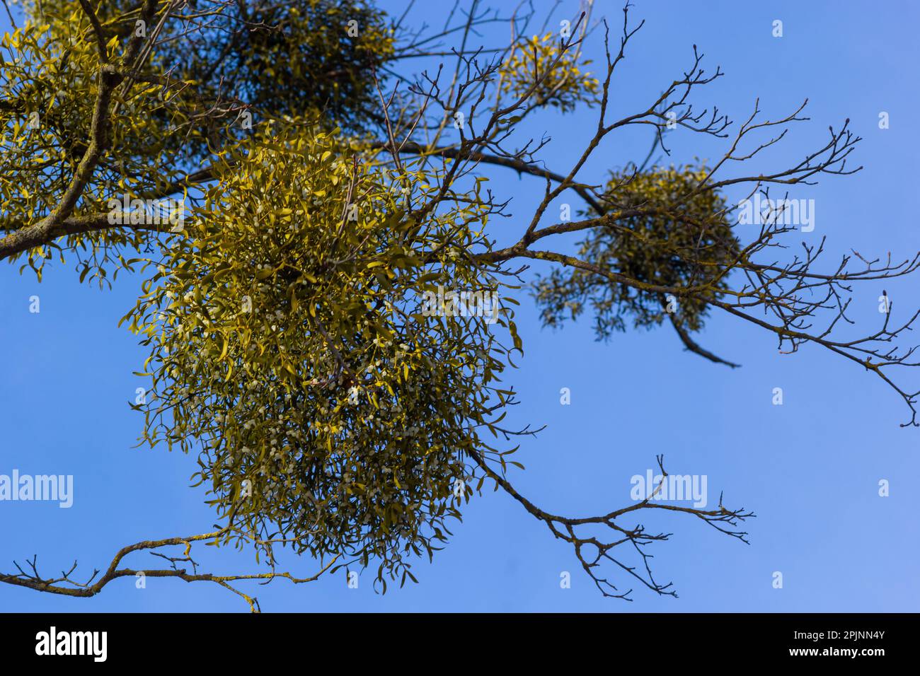 Un arbre malade flétrisé attaqué par le GUI, viscum. Ce sont des ...