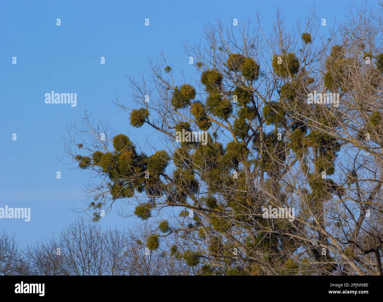 Un arbre malade flétrisé attaqué par le GUI, viscum. Ce sont des ...