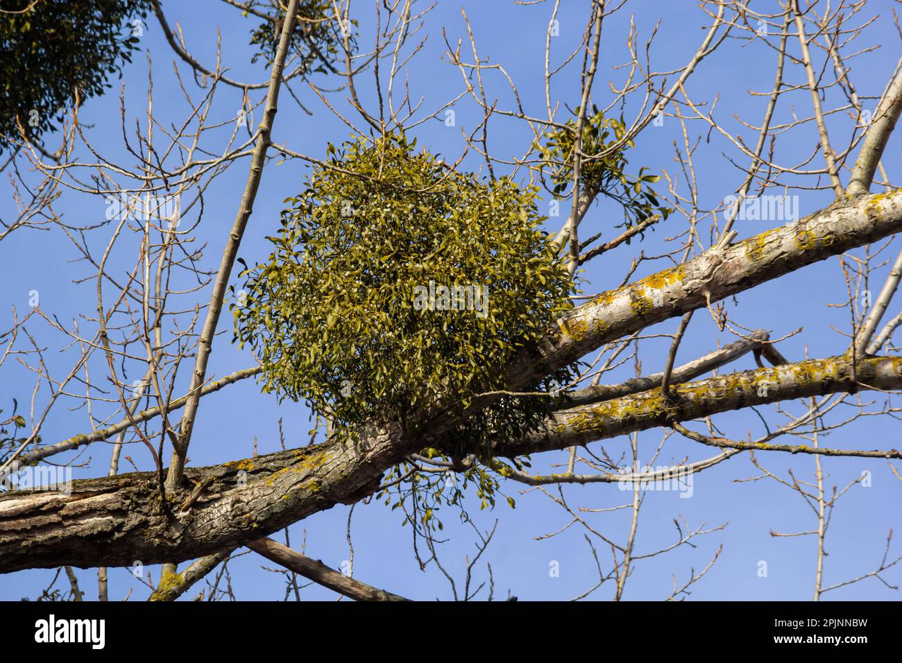 Un arbre malade flétrisé attaqué par le GUI, viscum. Ce sont des ...