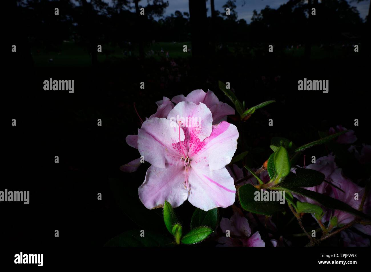 Azaleas are seen near the 10th hole during a practice for the Masters ...