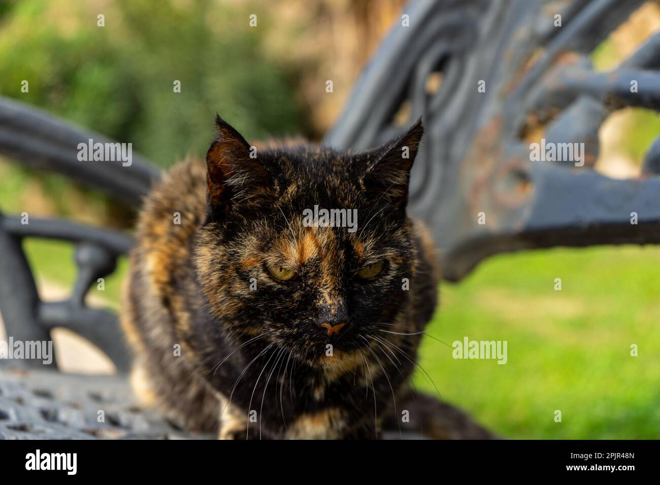Piebald fur Banque de photographies et d’images à haute résolution - Alamy