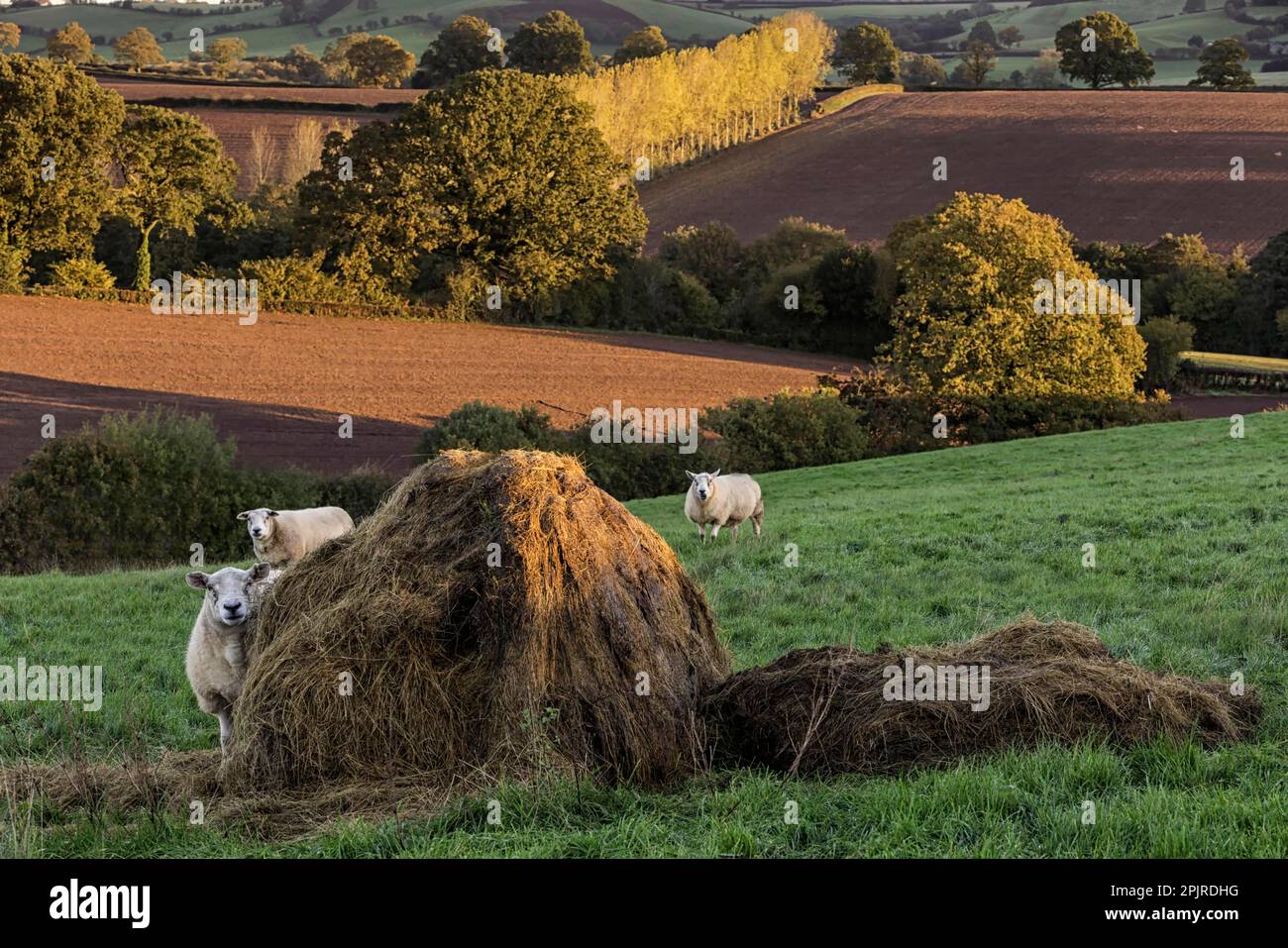 Moutons domestiques, troupeau, debout dans un pâturage à l'aube avec ...