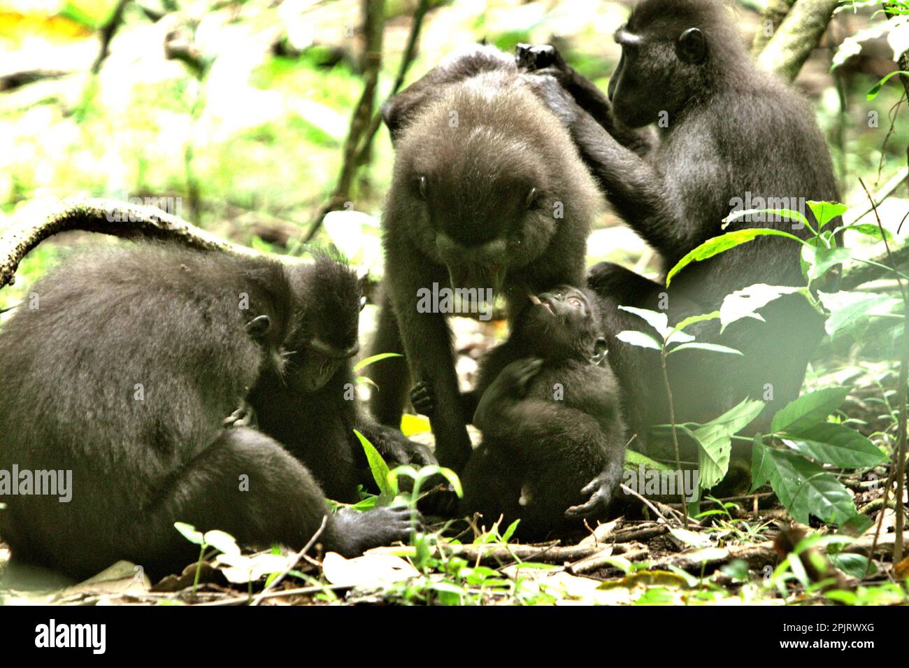 Groupe de macaques à cragoût noir (Macaca nigra) de Sulawesi dans la ...