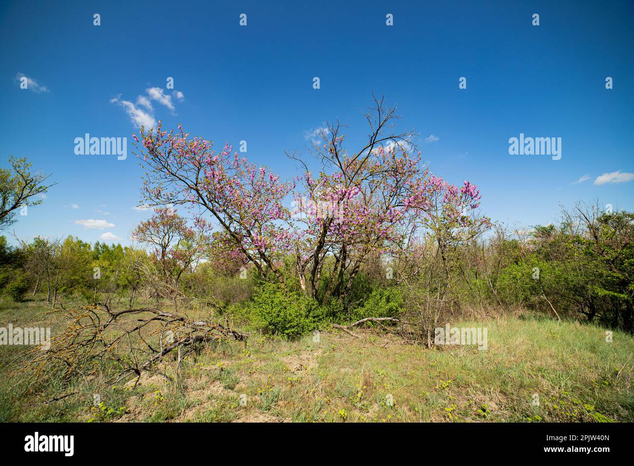 Arbre floraison redbud Banque de photographies et d’images à haute ...